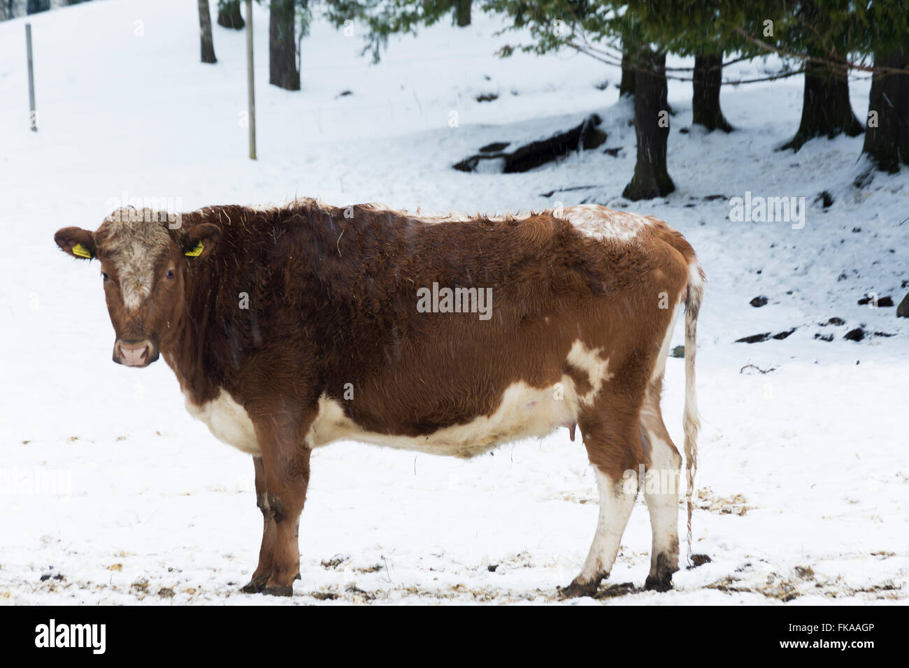 Eastern finncattle hi-res stock photography and images - Alamy