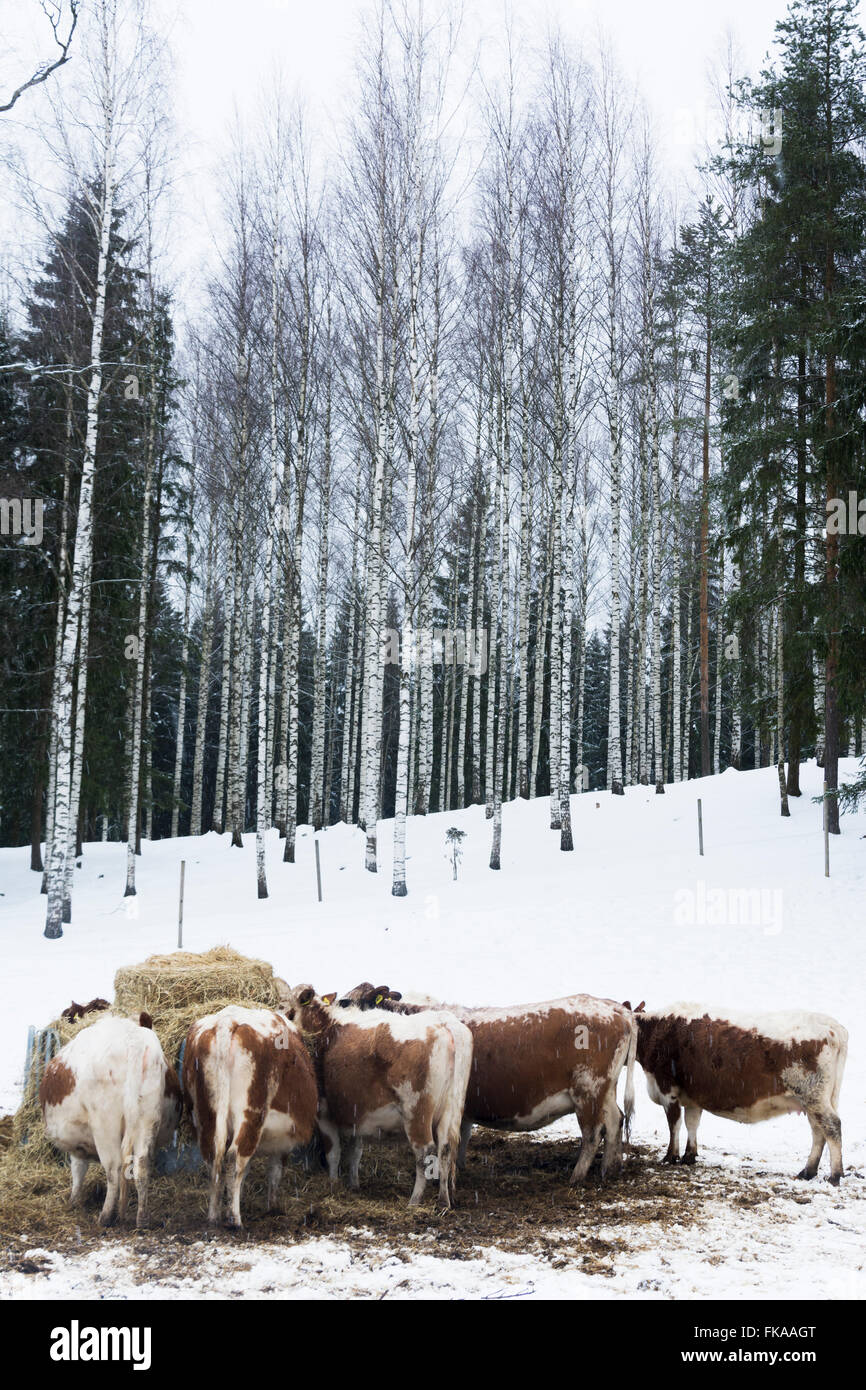 Eastern Finncattle High Resolution Stock Photography and Images - Alamy