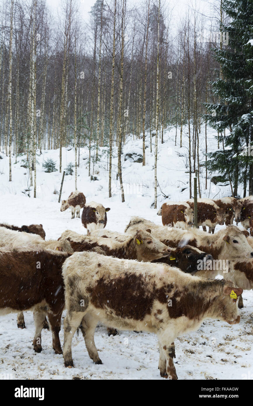 Eastern Finncattle High Resolution Stock Photography and Images - Alamy