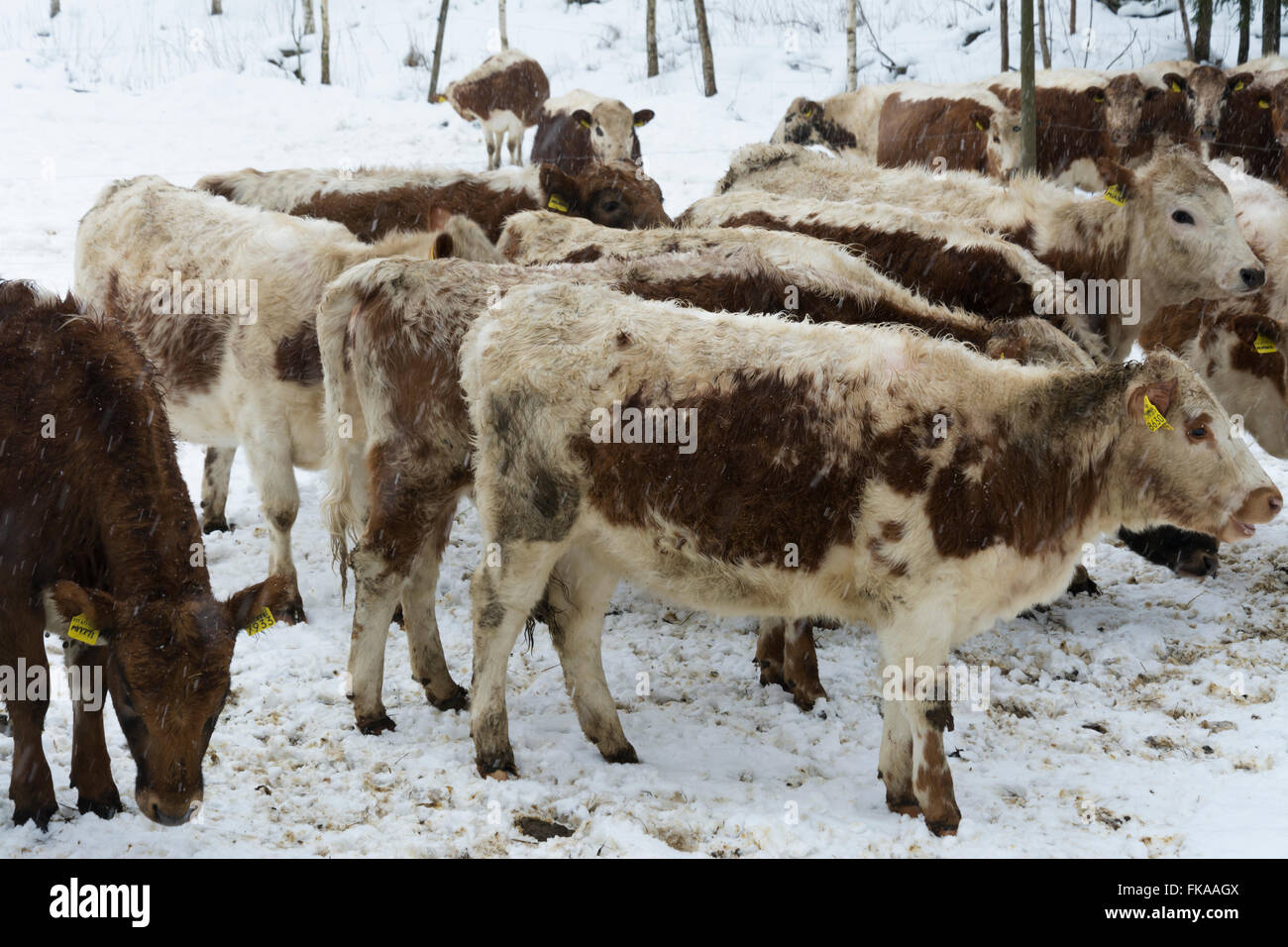 Eastern finncattle hi-res stock photography and images - Alamy