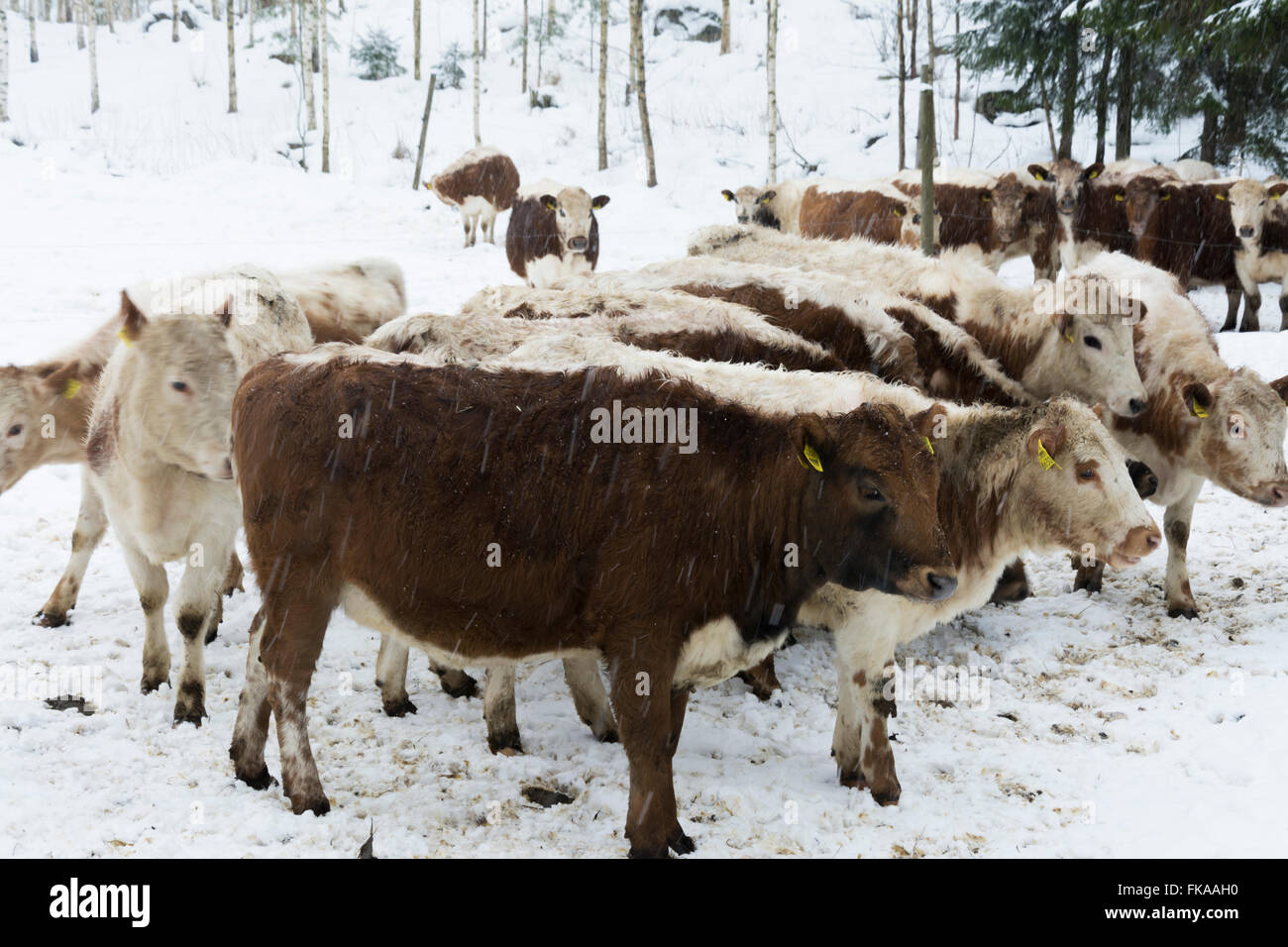 Eastern finncattle hi-res stock photography and images - Alamy