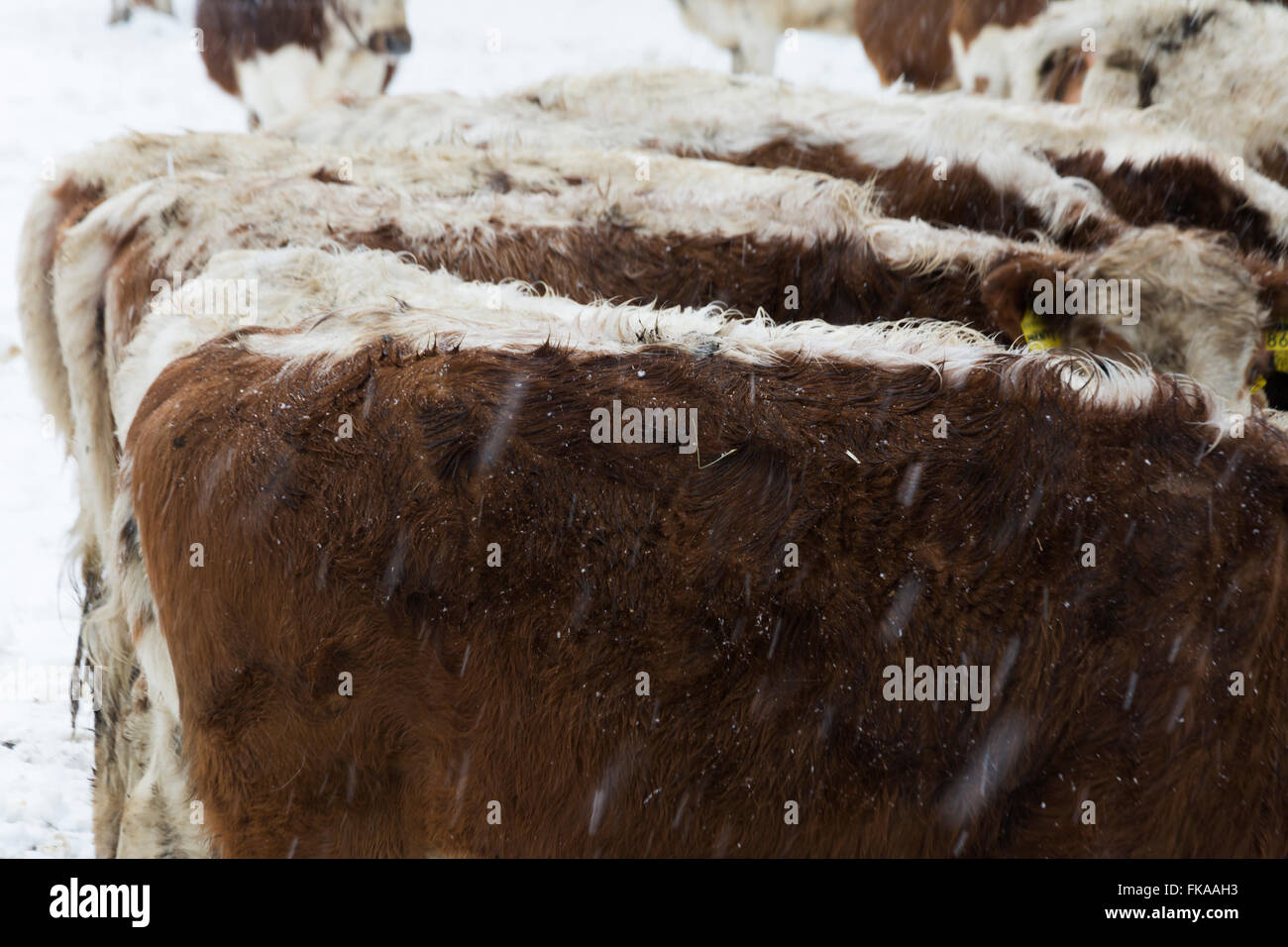 Eastern finncattle hi-res stock photography and images - Alamy