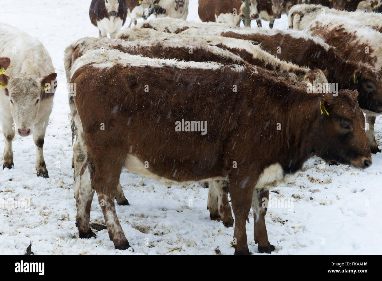 Eastern Finncattle High Resolution Stock Photography and Images - Alamy