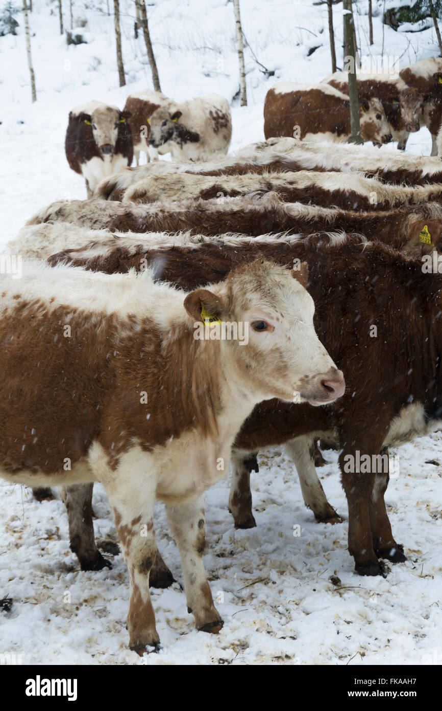 Eastern finncattle hi-res stock photography and images - Alamy