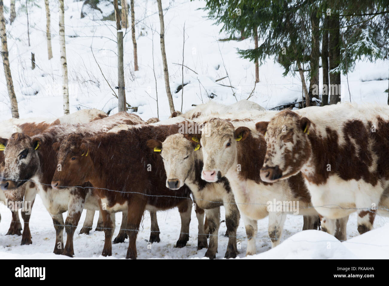 Eastern finncattle hi-res stock photography and images - Alamy