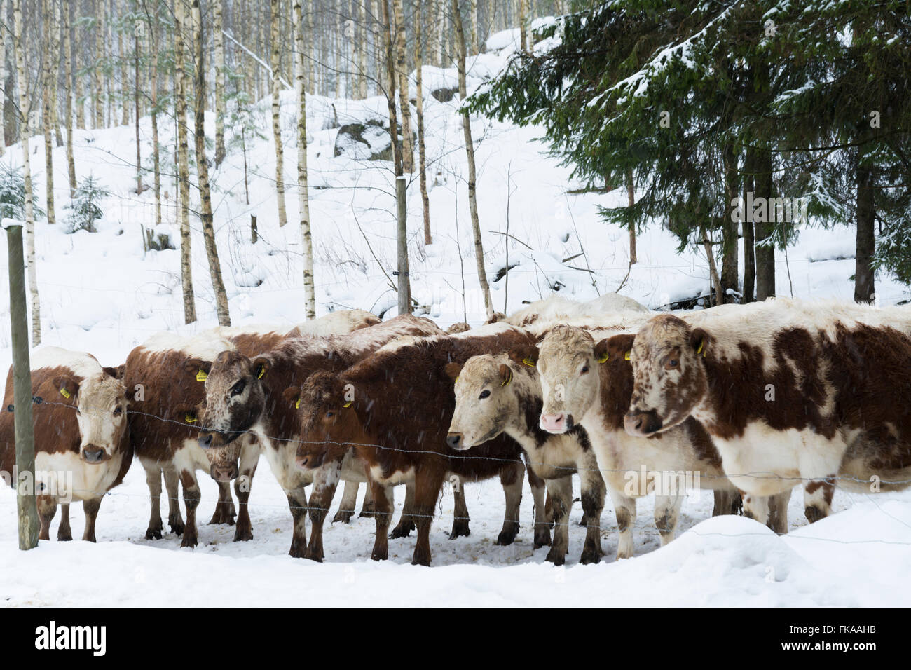 Finn cattle hi-res stock photography and images - Alamy