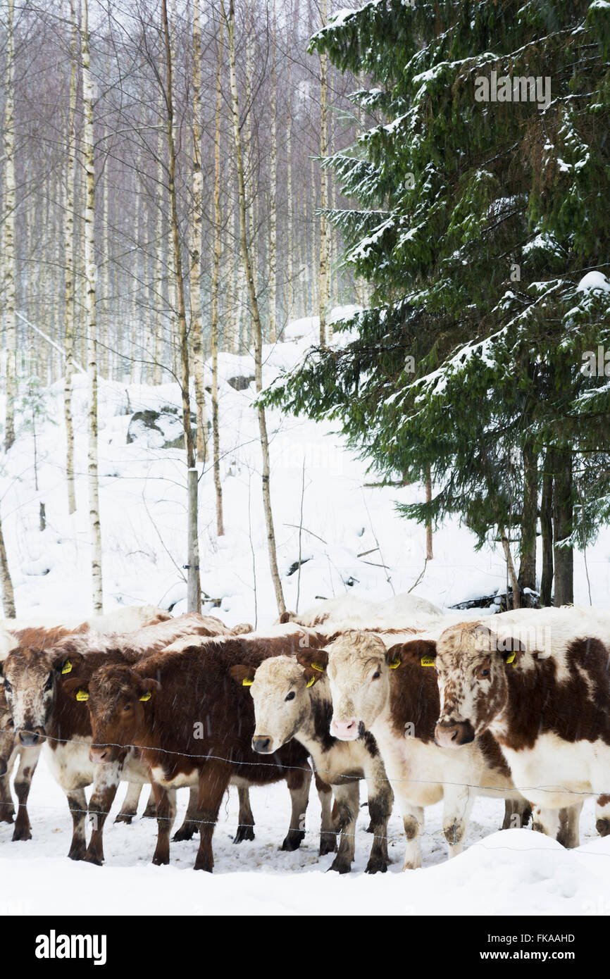 Eastern finncattle hi-res stock photography and images - Alamy