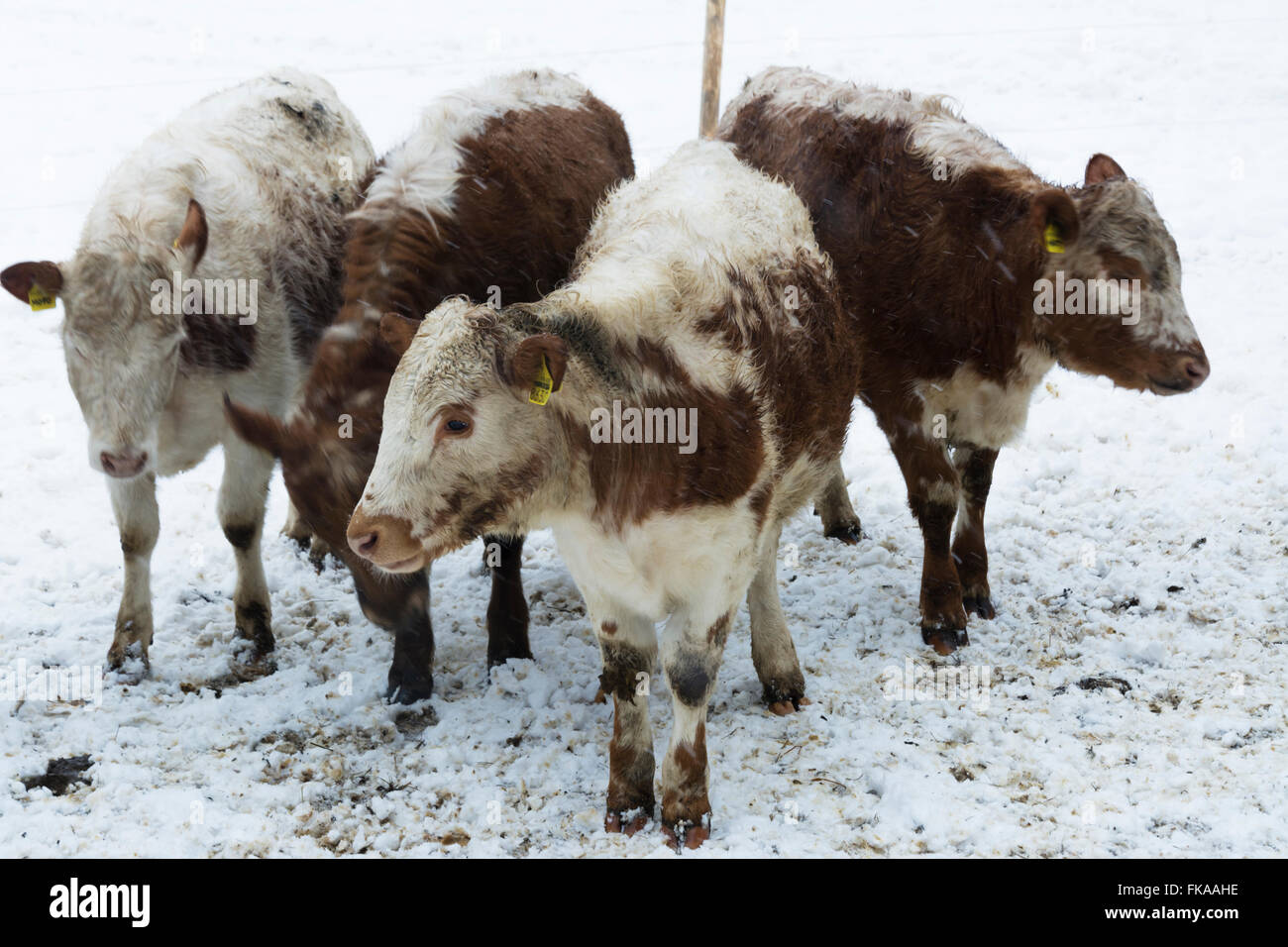 Eastern finncattle hi-res stock photography and images - Alamy