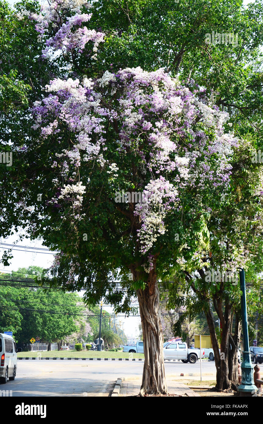 Lagerstroemia floribunda, also known as Thai crape myrtle and kedah ...