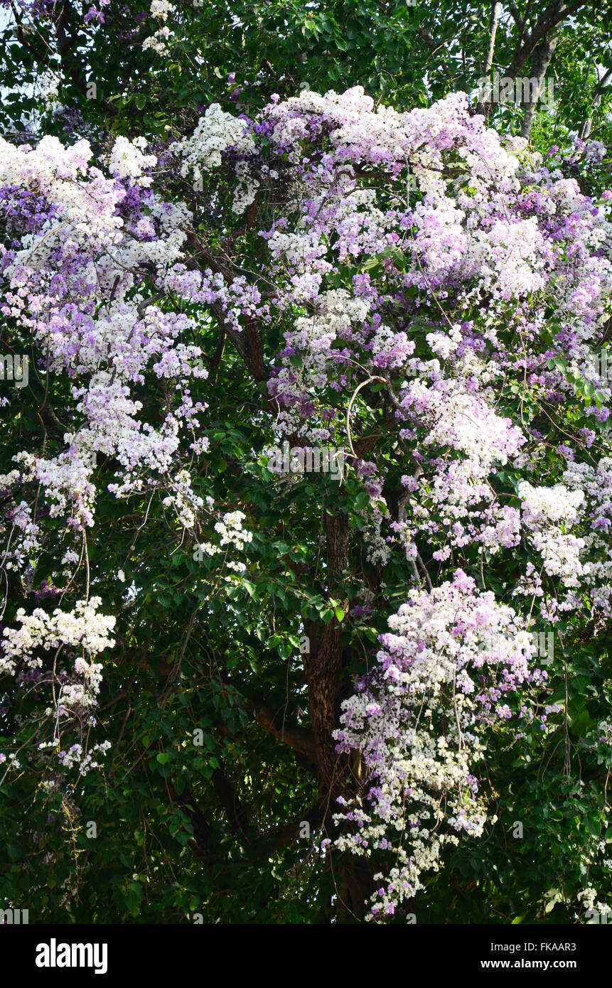 Lagerstroemia floribunda, also known as Thai crape myrtle and kedah ...