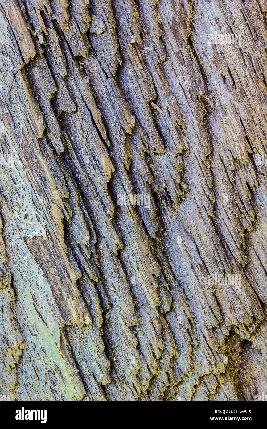 Close up shot texture of old wood Stock Photo - Alamy