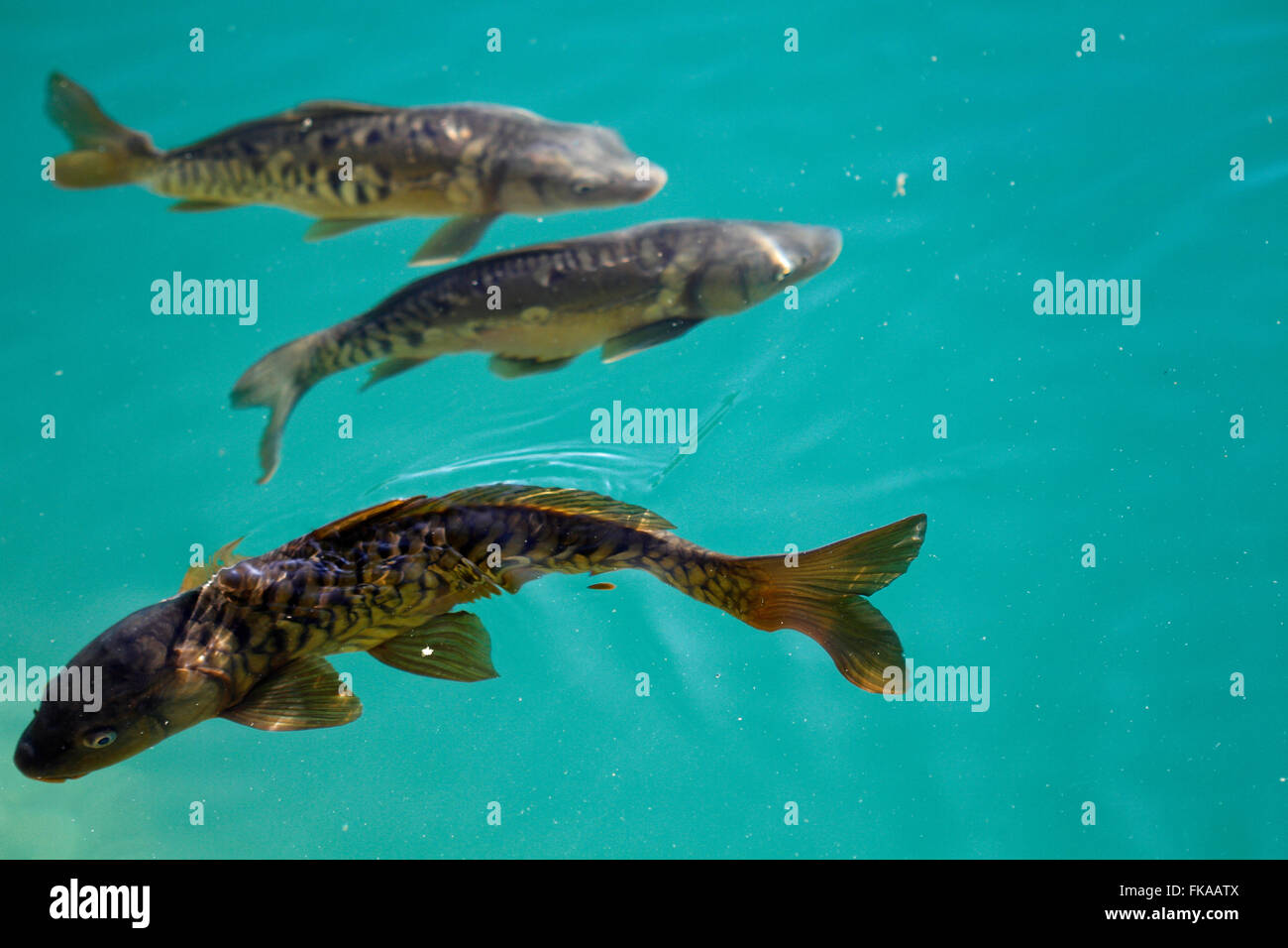 Cyprinus carpio. Carp fish Stock Photo - Alamy