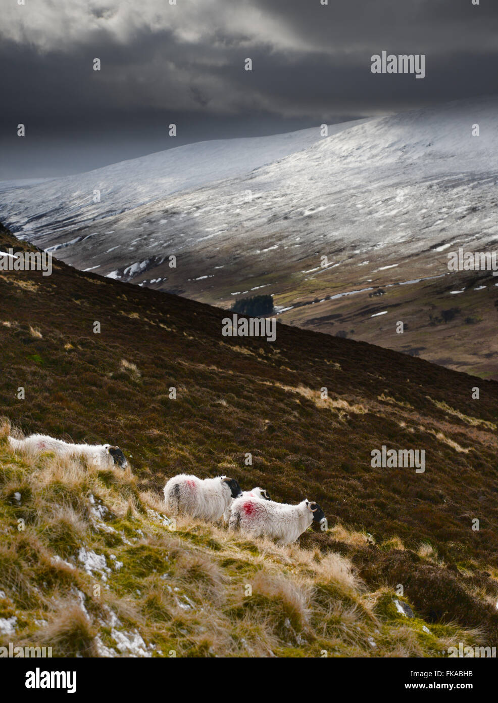 Winter in the Cheviot Hills from Housey Crags looking across the ...