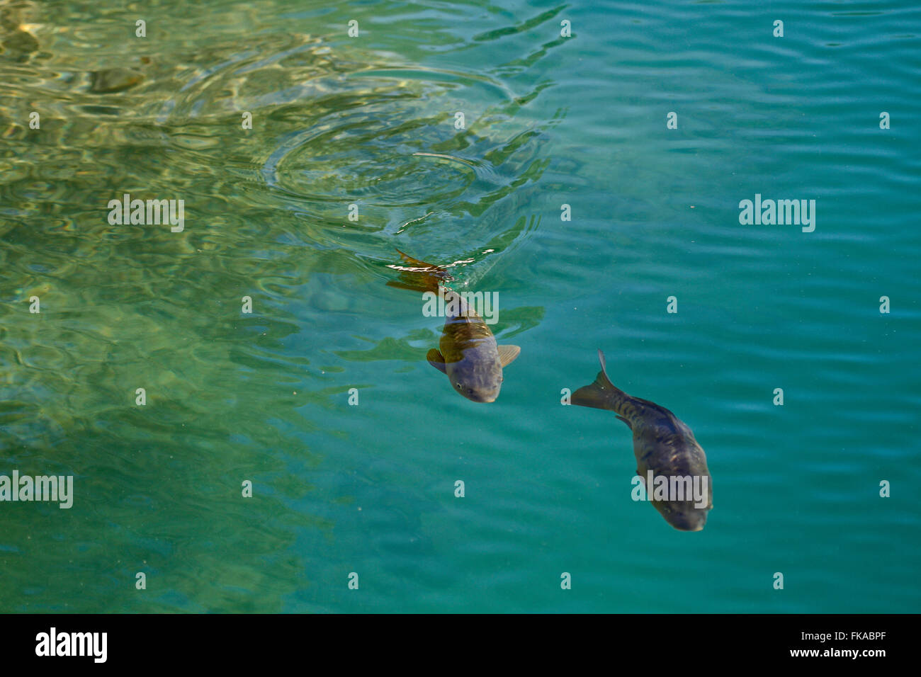 Cyprinus carpio. Carp fish Stock Photo - Alamy