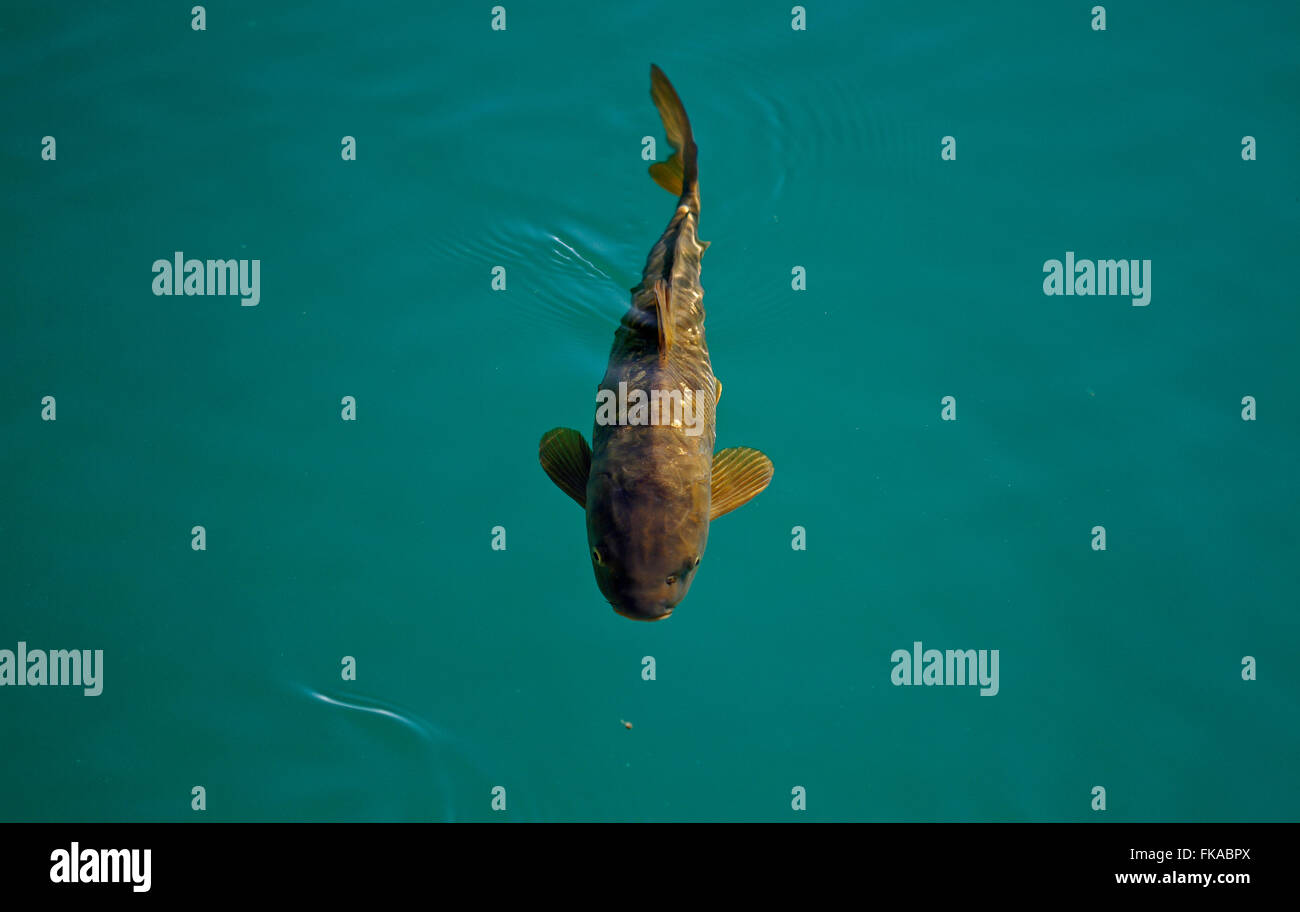Cyprinus carpio. Carp fish Stock Photo - Alamy