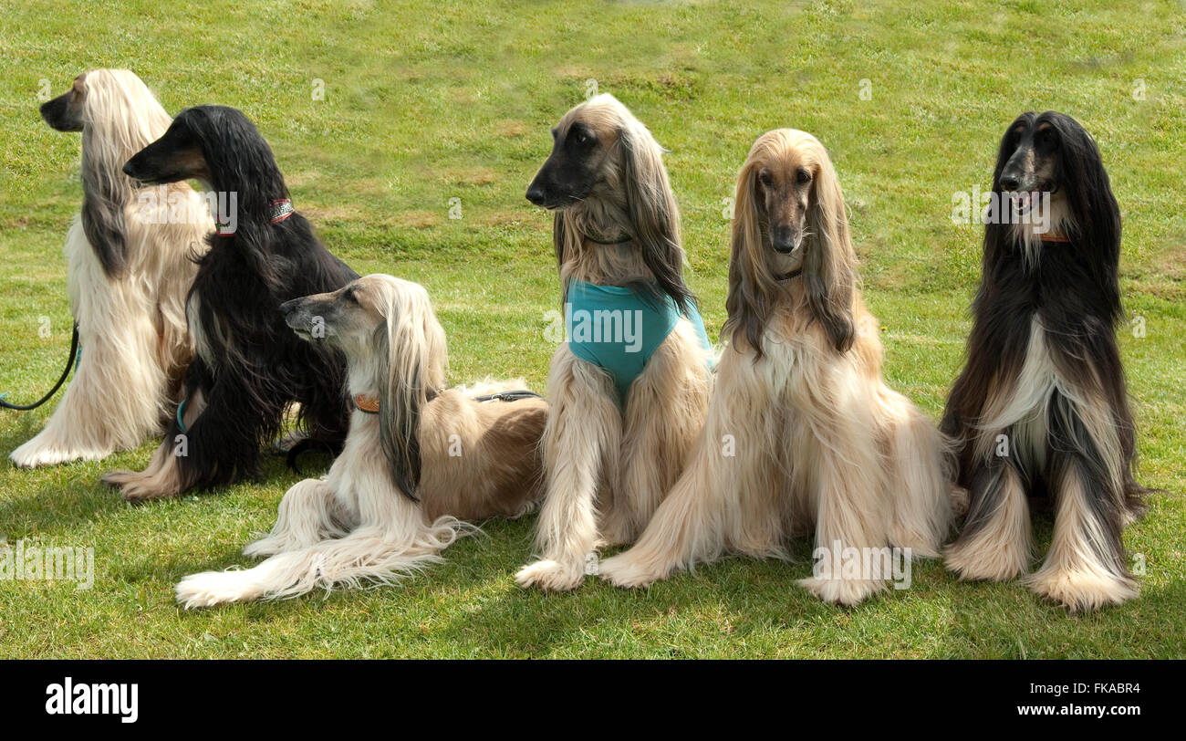 Afghanischer windhund hi-res stock photography and images - Alamy