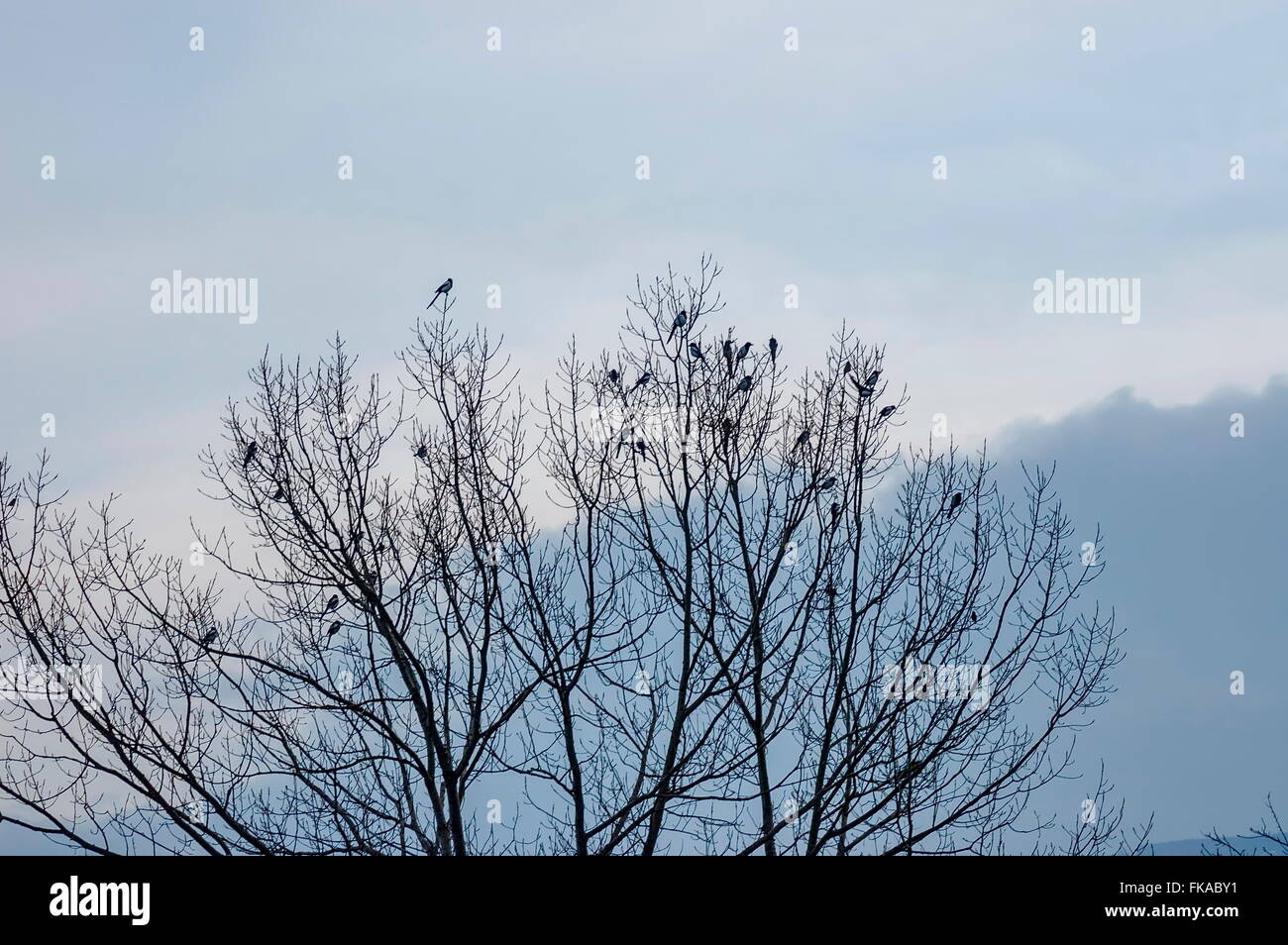 Flight magpie at tree in winter, Sofia, Bulgaria Stock Photo - Alamy
