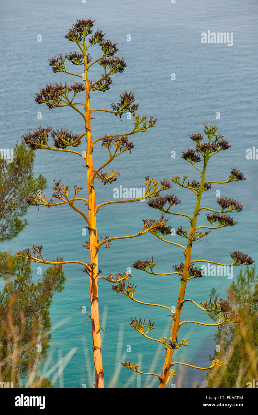 Agave Plant in Split, Croatia Stock Photo - Alamy
