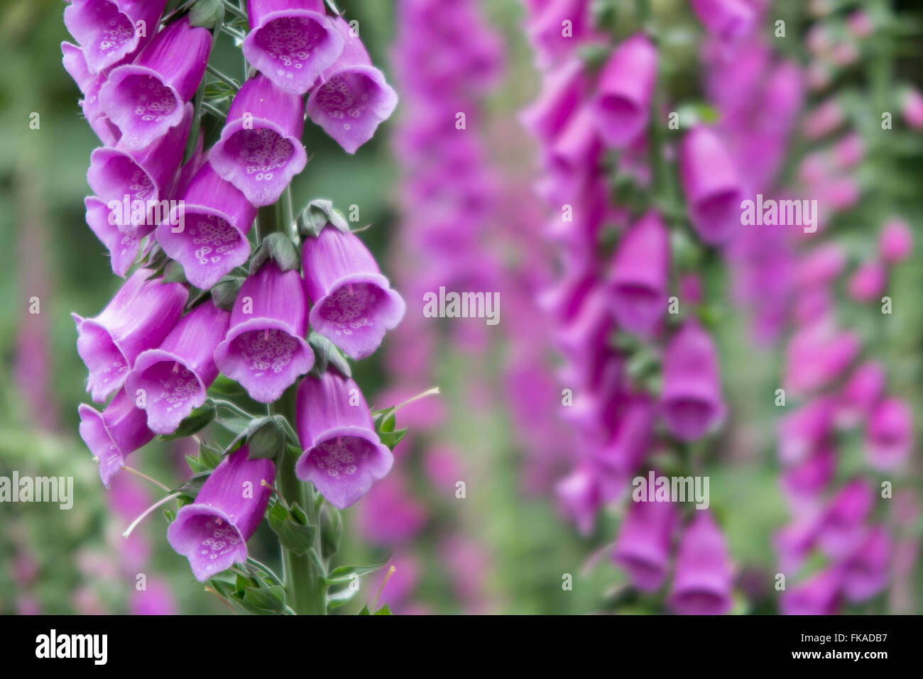 foxgloves in the woods nr Minterne Magna, Dorset, England, UK Stock ...