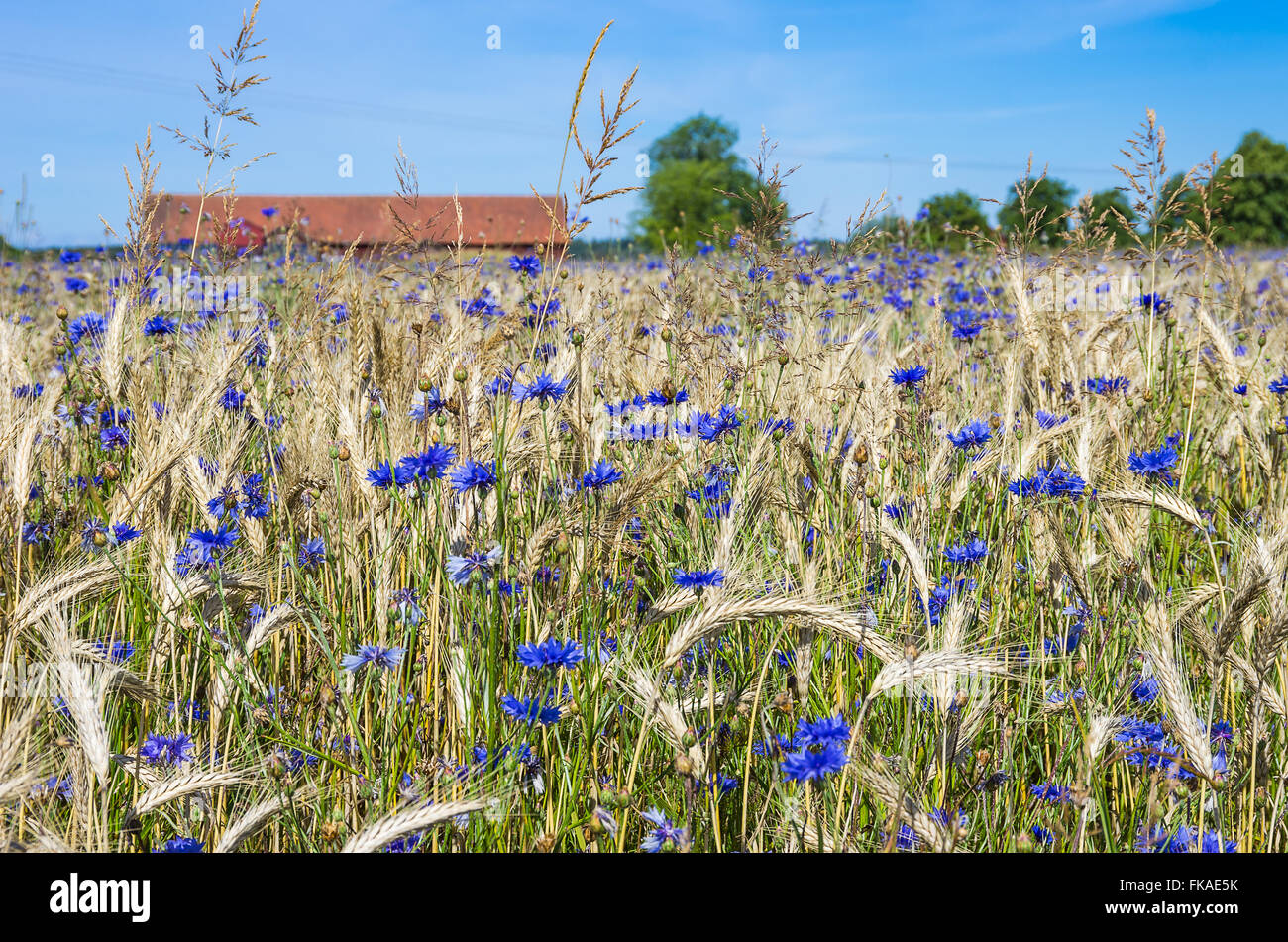 Corn flowers hi-res stock photography and images - Alamy