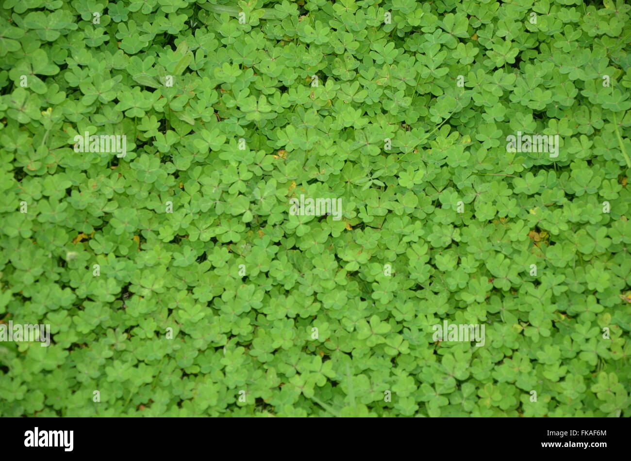 Green clover texture hi-res stock photography and images - Alamy