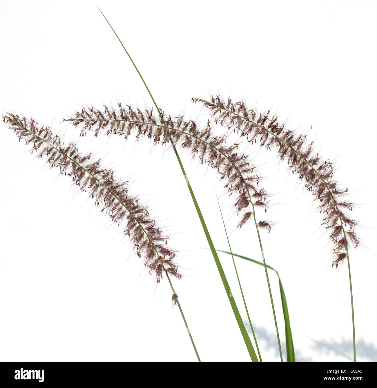 Pennisetum compressum hi-res stock photography and images - Alamy