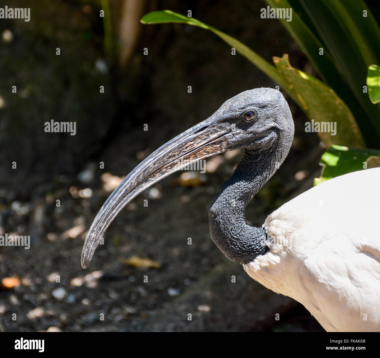 Portrait african sacred ibis hi-res stock photography and images - Alamy