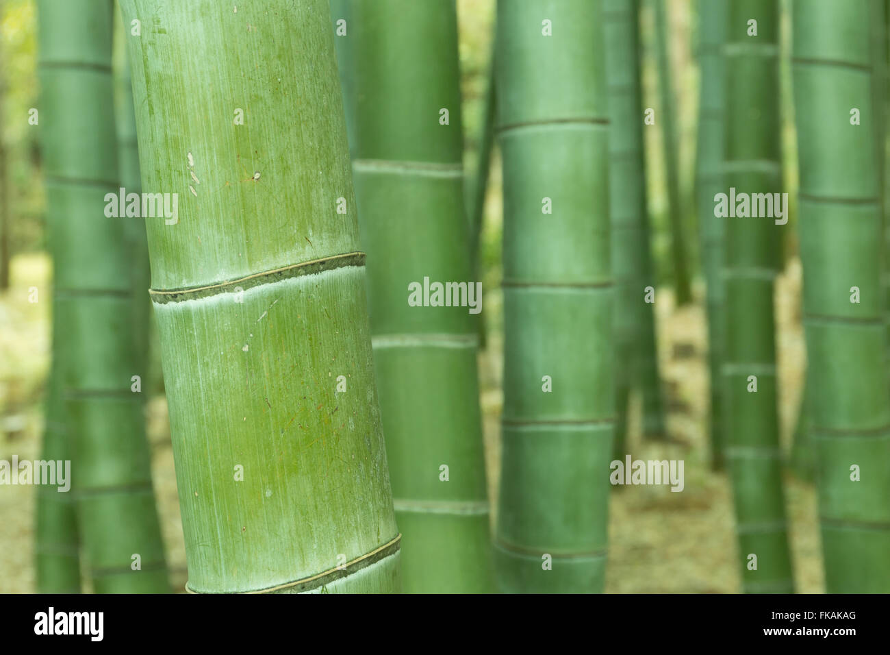 Green bamboo stems Stock Photo - Alamy