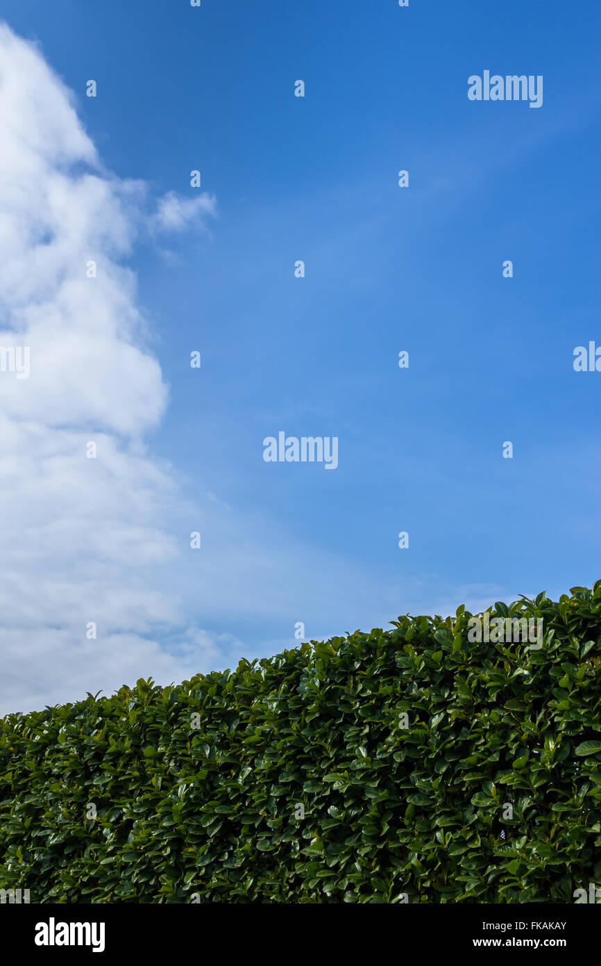 Big hedge against a blue sky, suitable as background or setting Stock ...