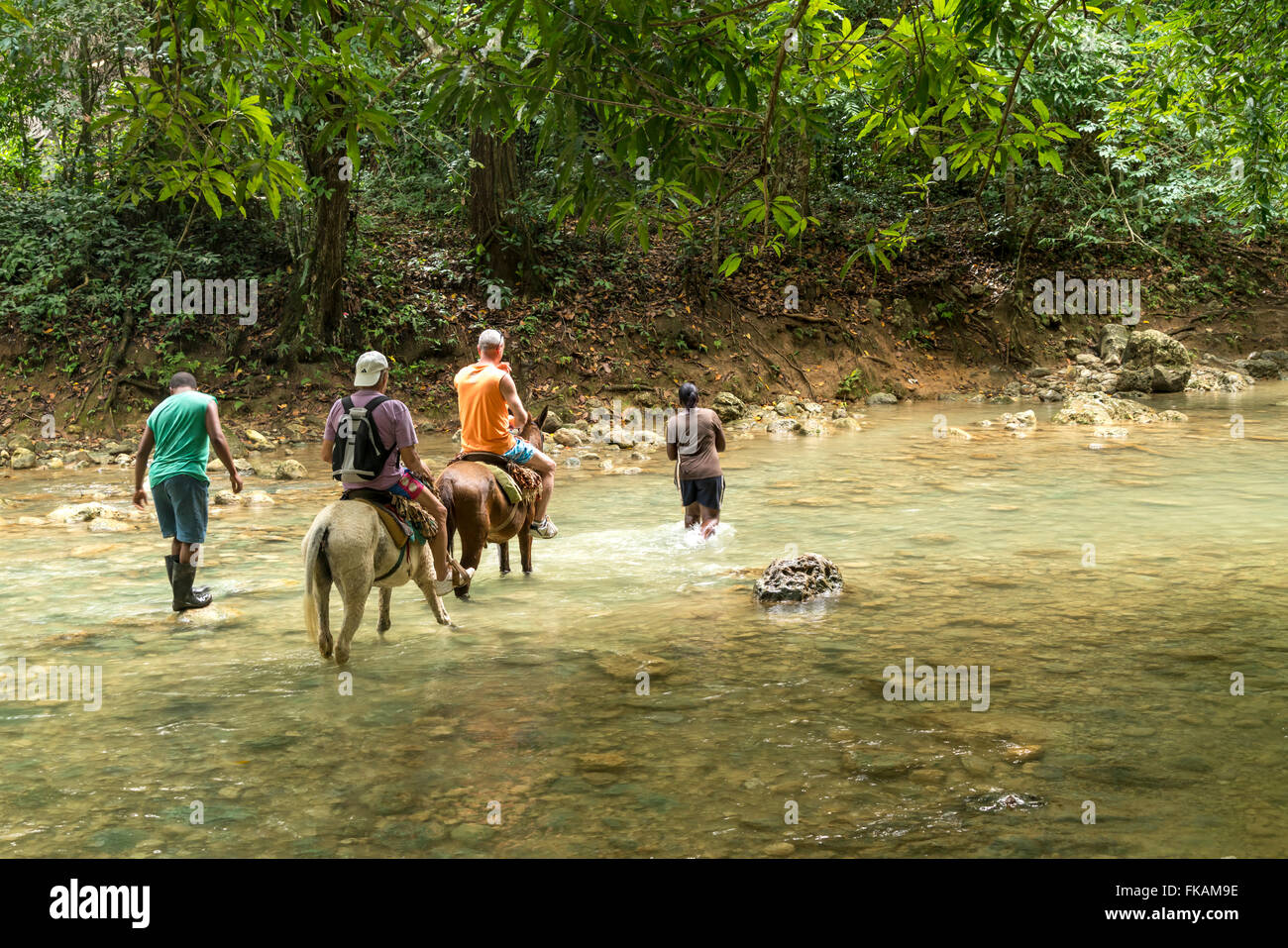 tourists horseriding through the river to the waterfall Salto El Limon ...