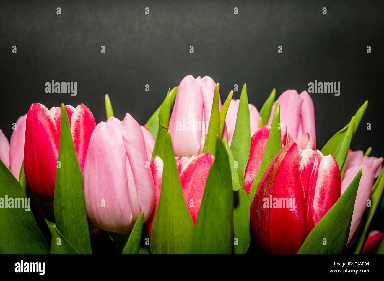 Tulips red pink hi-res stock photography and images - Alamy