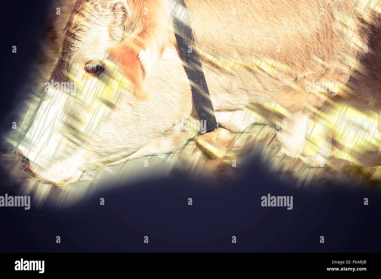 Cow Bell High Resolution Stock Photography and Images - Alamy