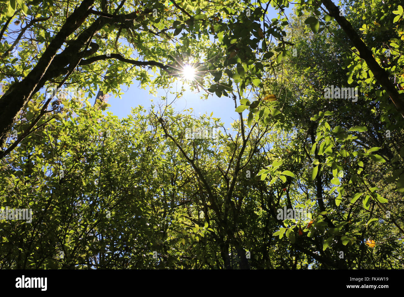 New Zealand Forest Canopy with sun Stock Photo - Alamy