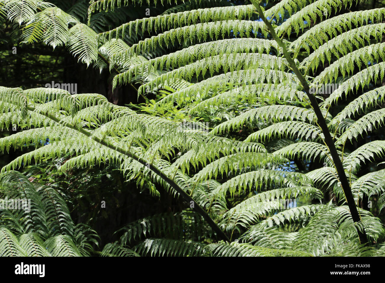 New Zealand Ferns Stock Photo - Alamy