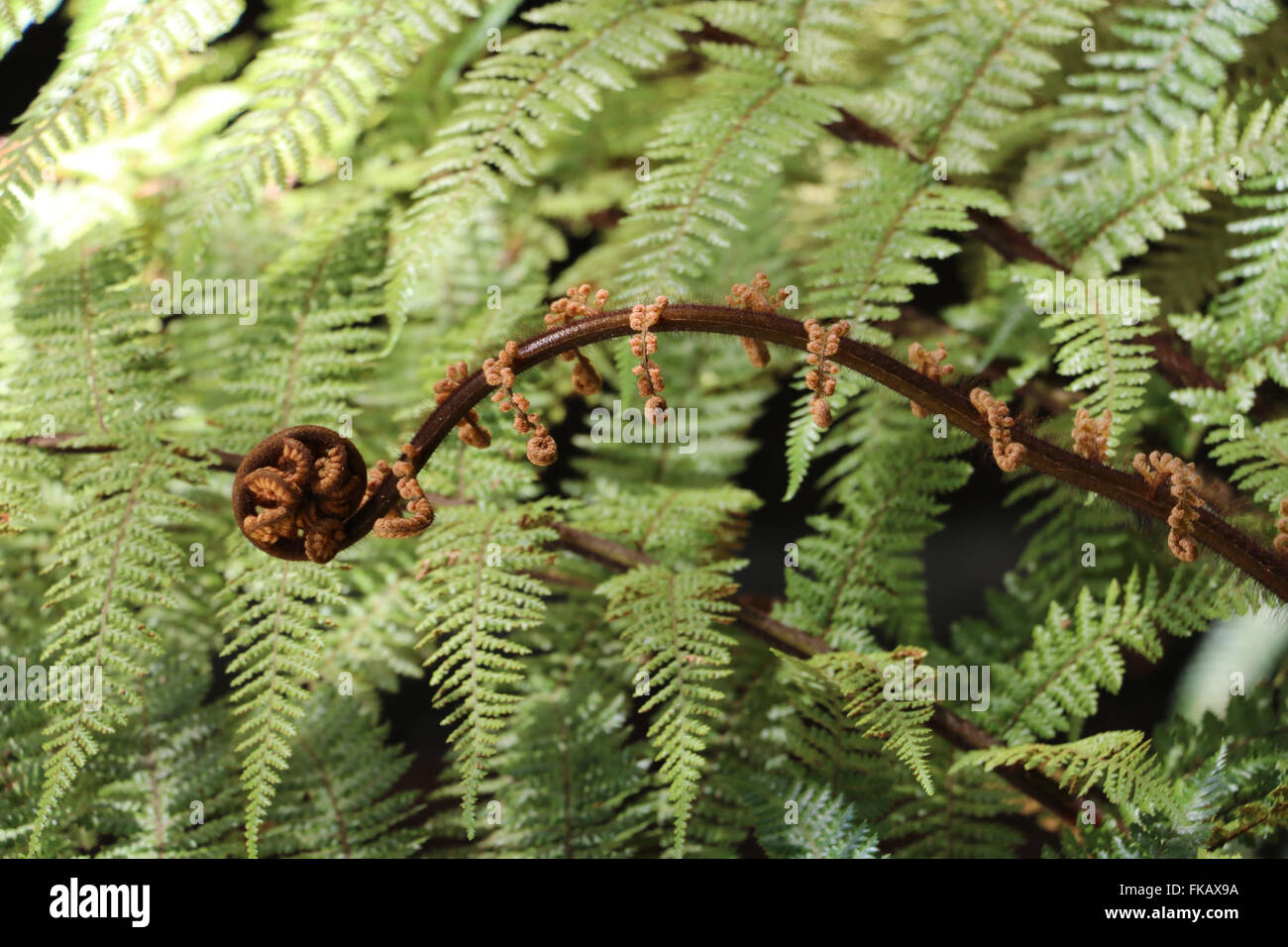 New Zealand Ferns Stock Photo - Alamy