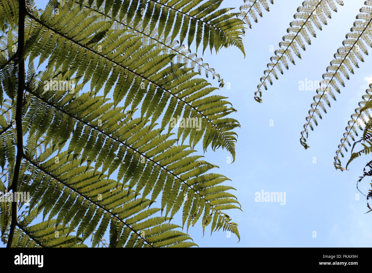 New Zealand Ferns Stock Photo - Alamy