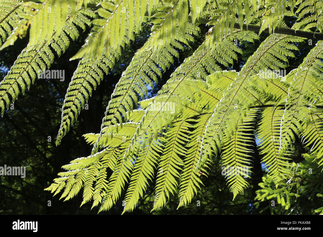 New Zealand Ferns Stock Photo - Alamy