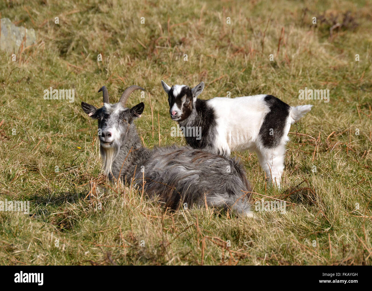Valley of the rocks exmoor goats hi-res stock photography and images ...