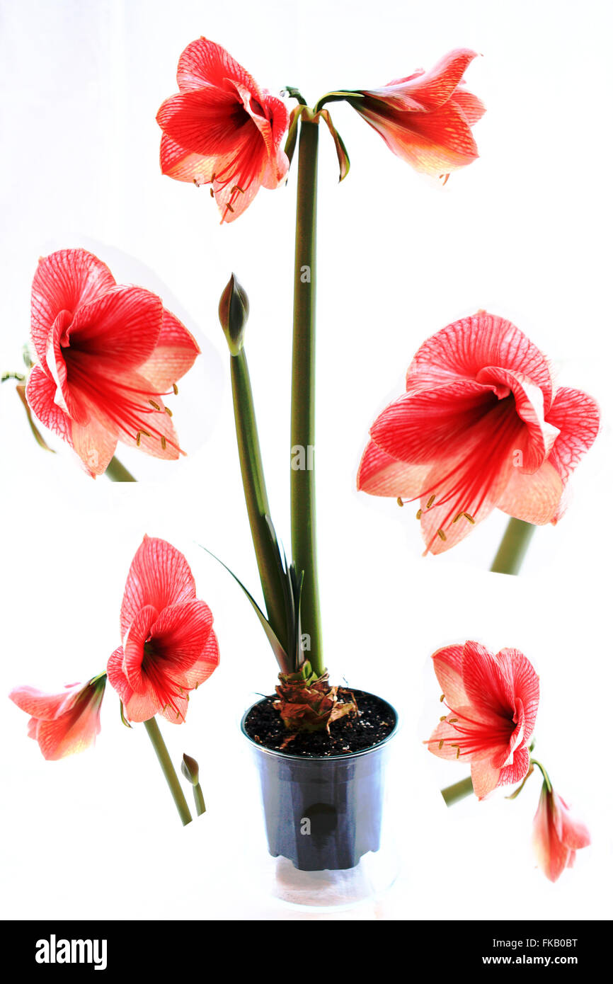 A flowering Hippeastrum or Amaryllis with some digital enhancements ...