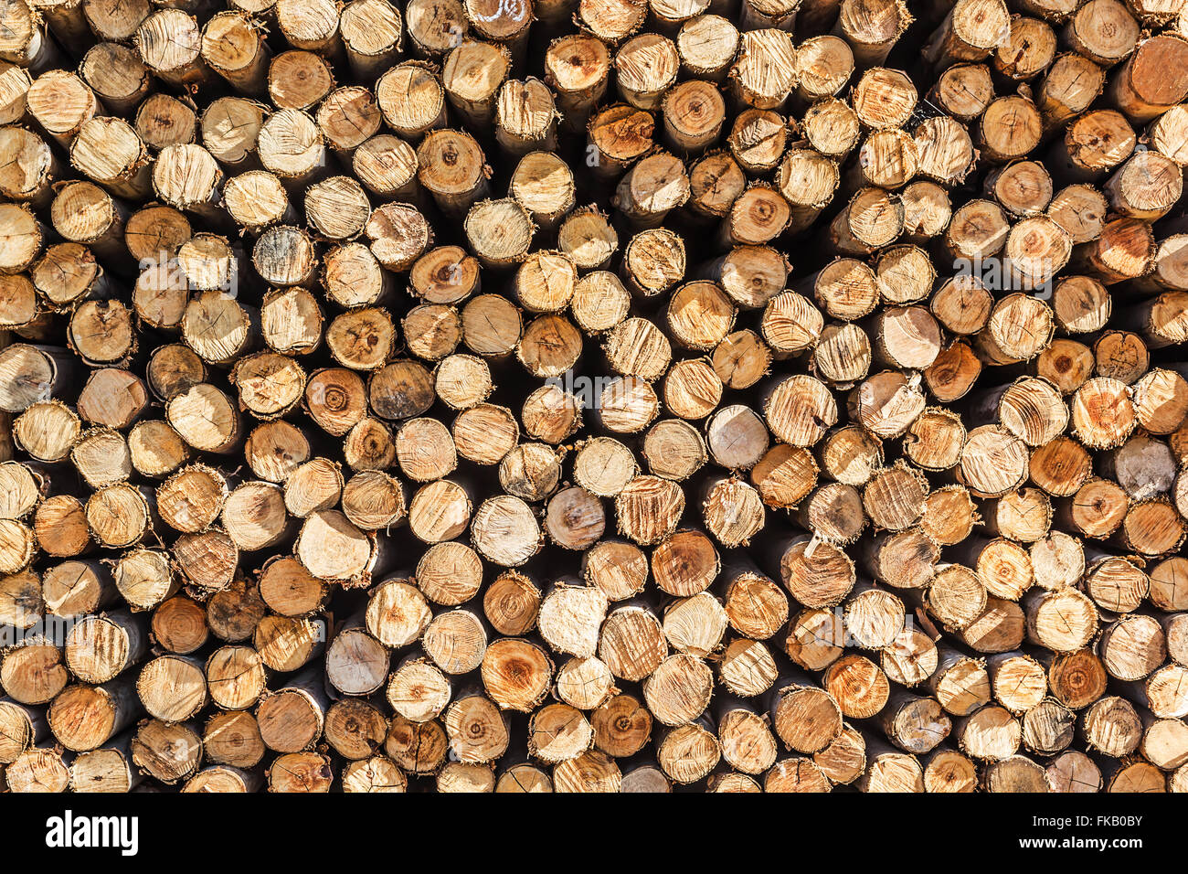 Tree cross sections hi-res stock photography and images - Alamy