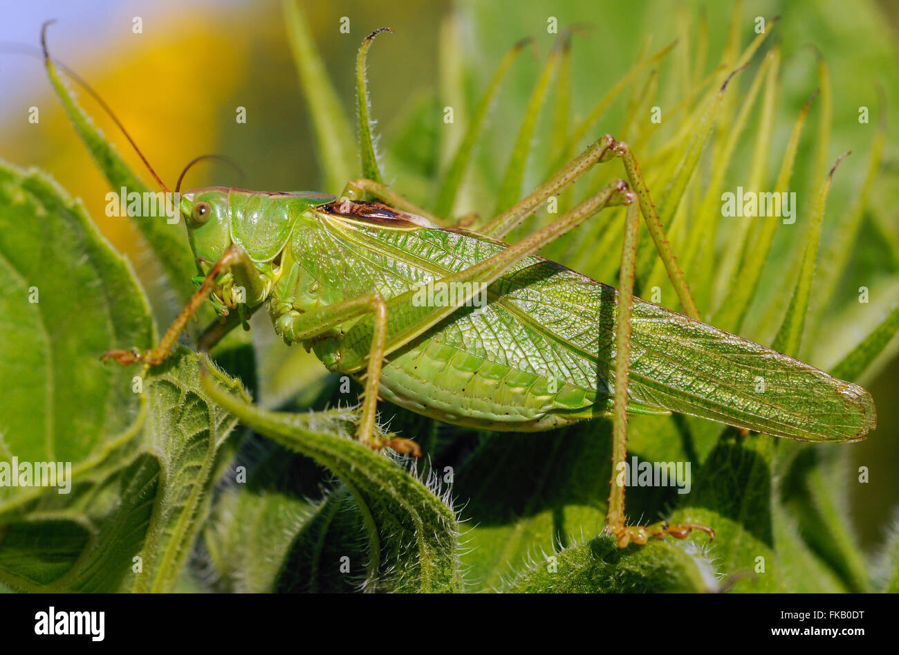 green locust on sunflower leaf Stock Photo - Alamy