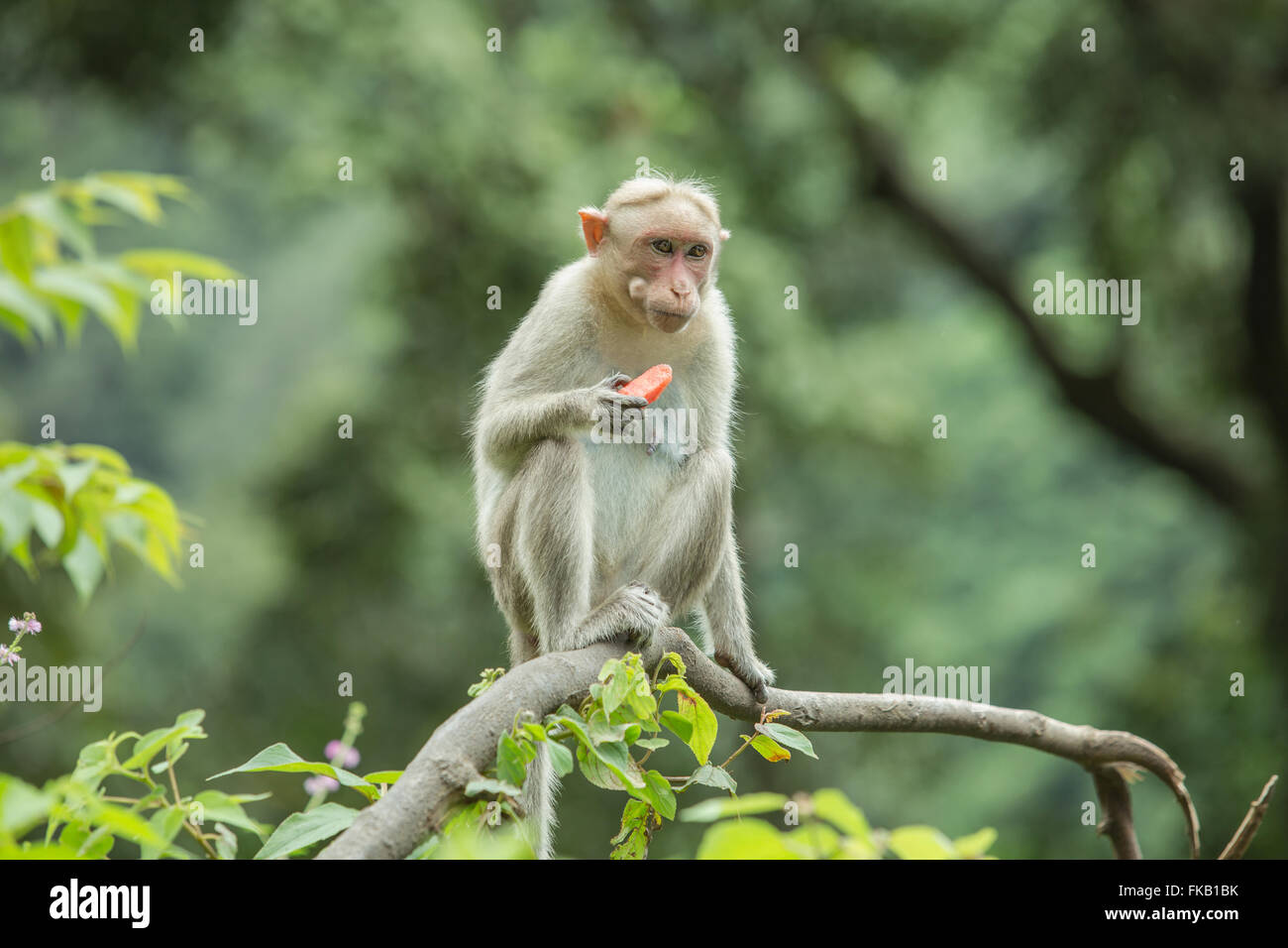 A monkey eating food given by tourists at Munnar, Kerala Stock Photo ...