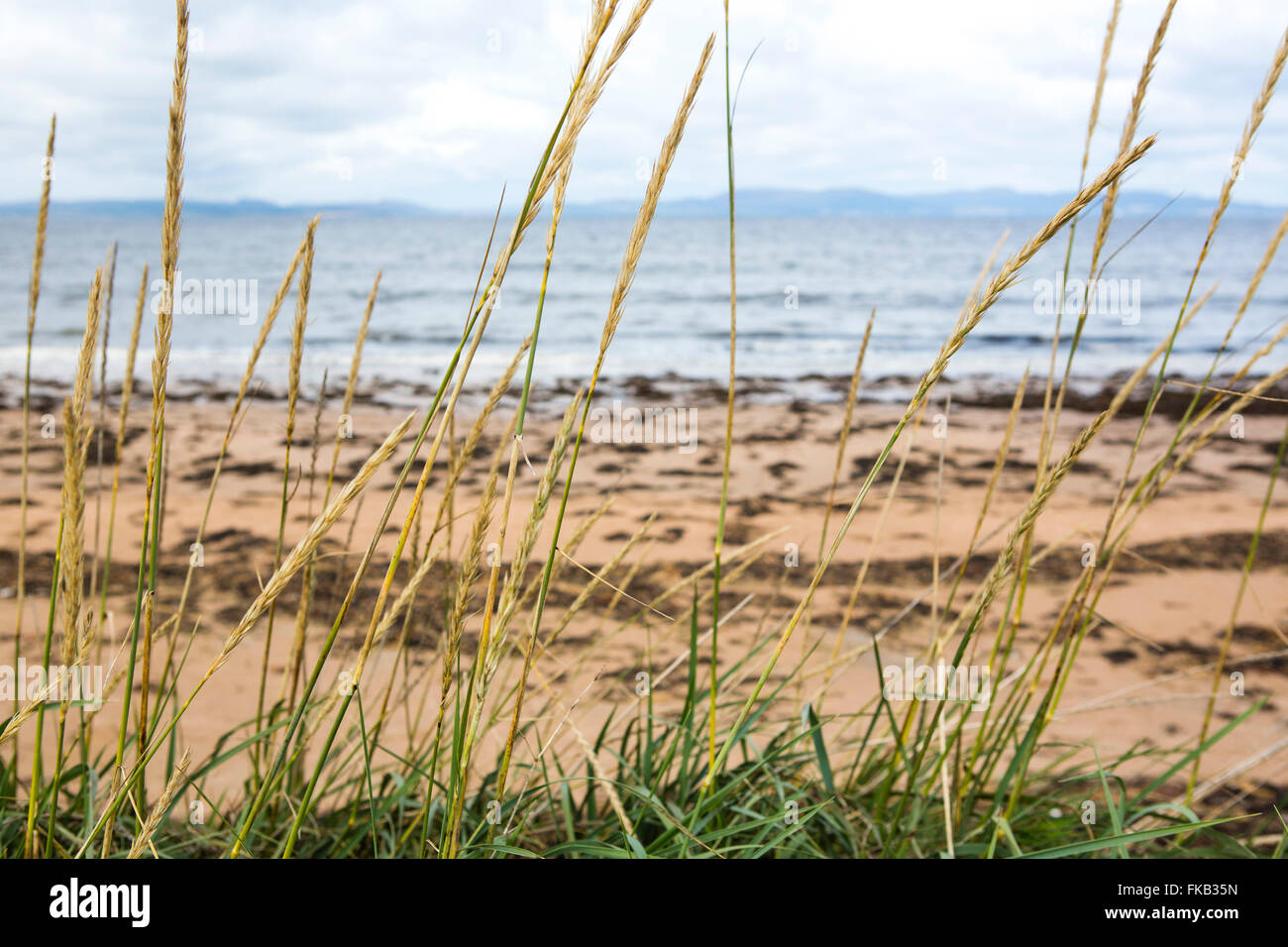 Sand dune and grasses Stock Photo - Alamy