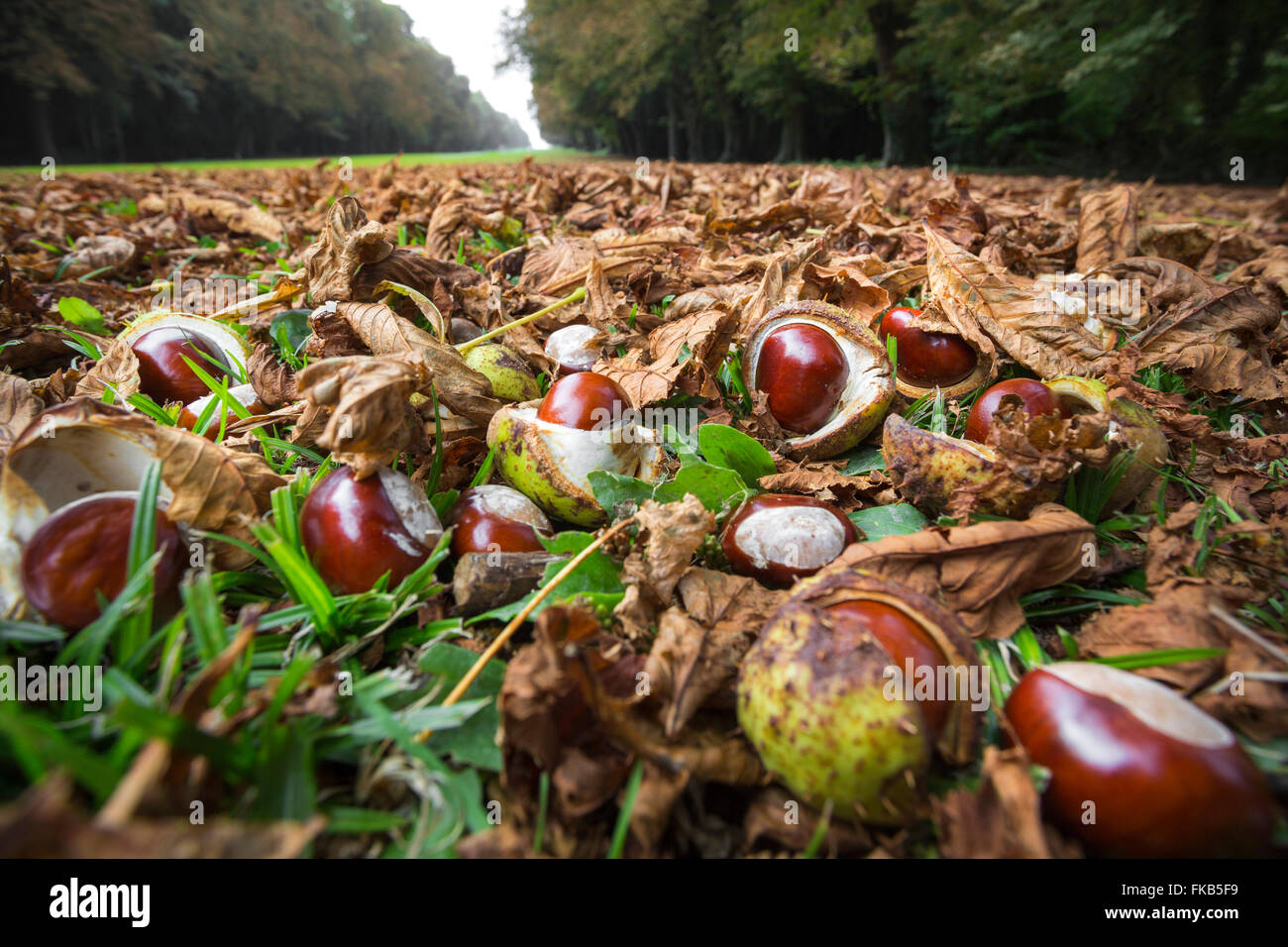 Dead leaves and horse chestnut hi-res stock photography and images - Alamy