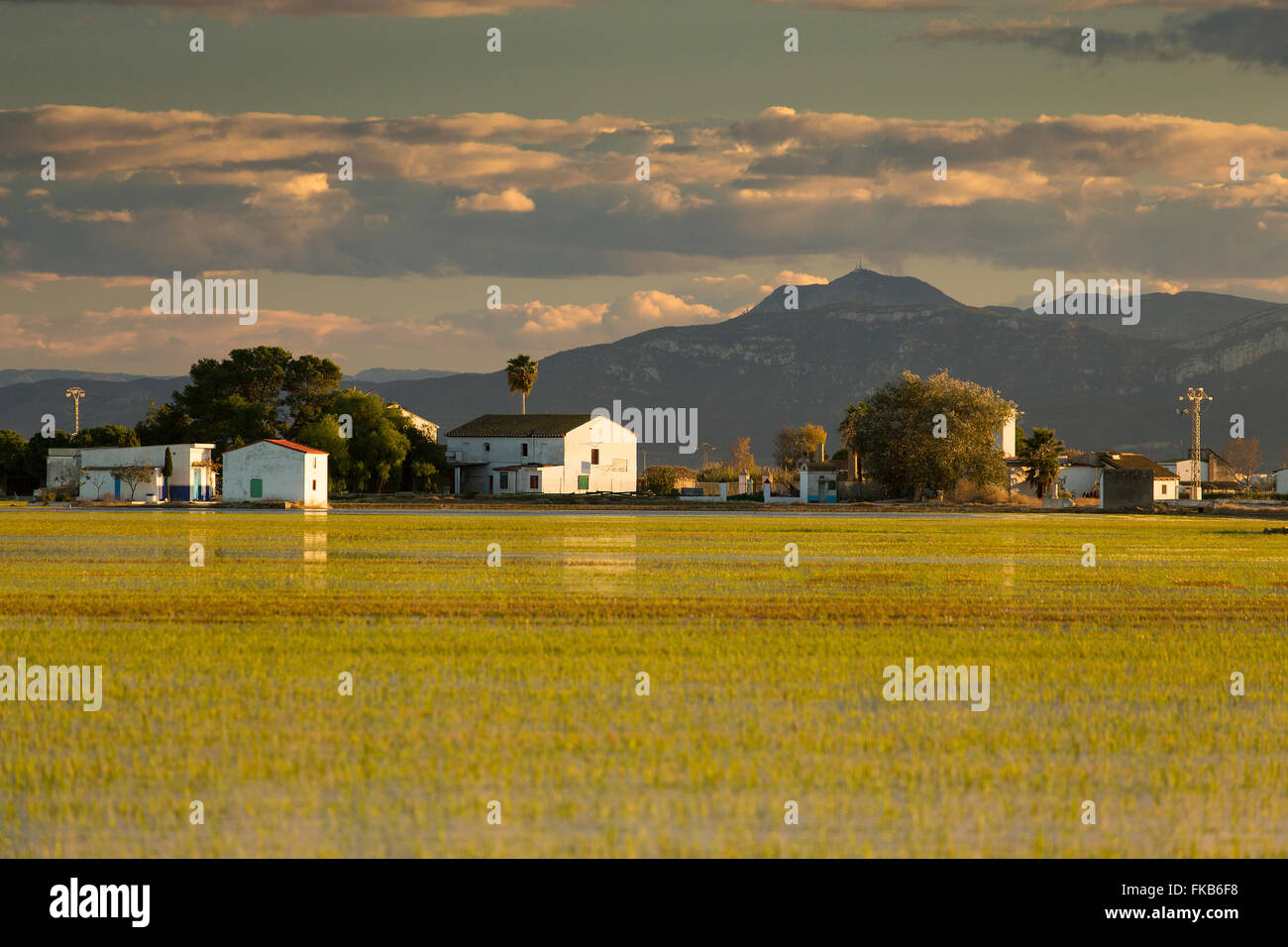El Palmar wetlands south of Valencia bordering the Albufera National ...