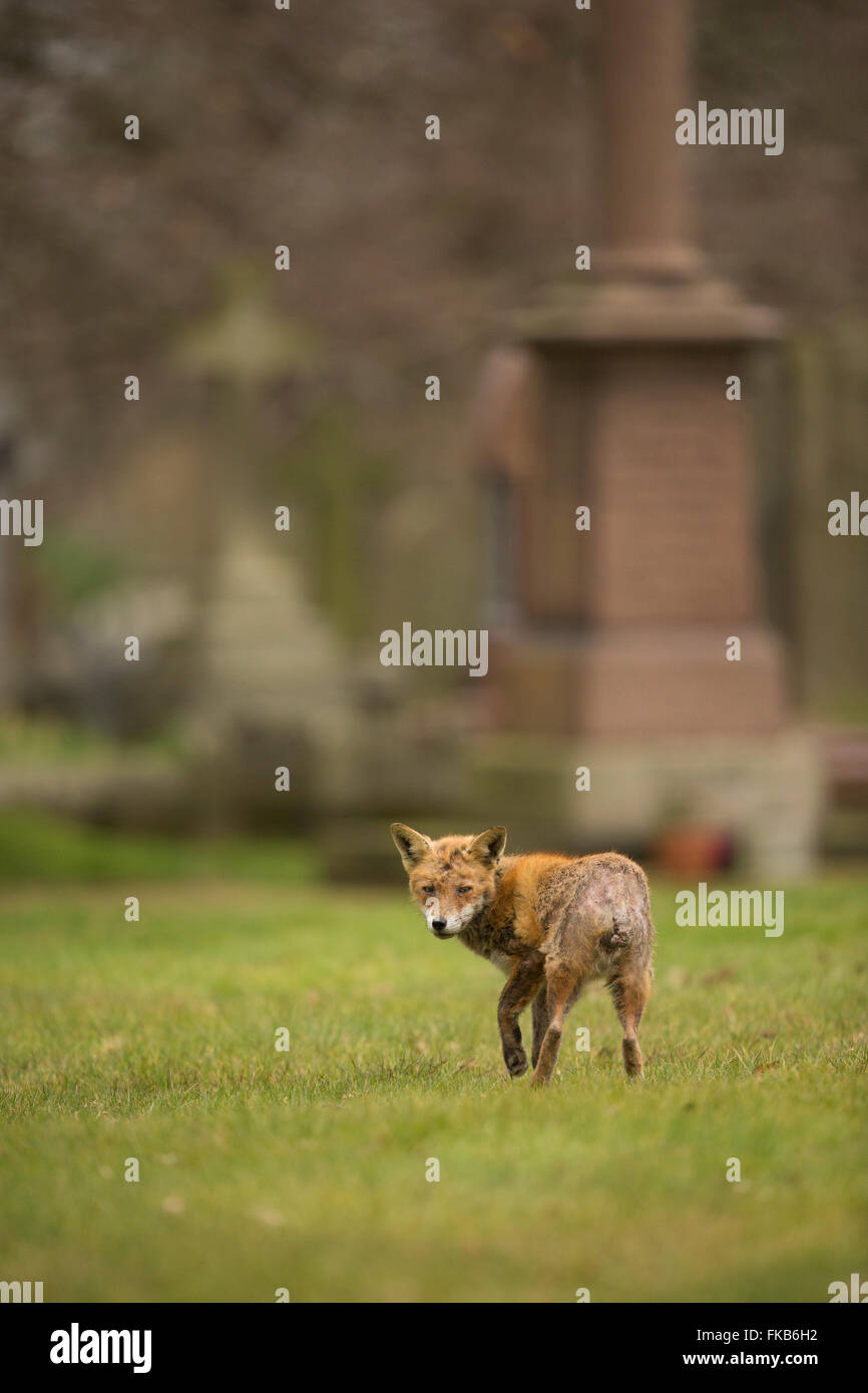 Wildlife mange hi-res stock photography and images - Alamy