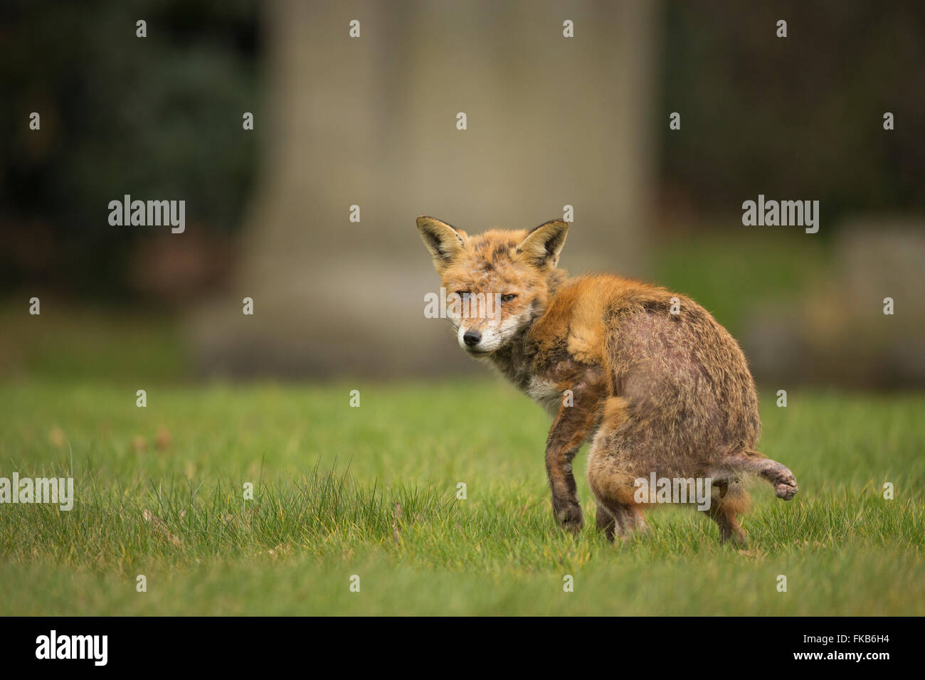 Wildlife mange hi-res stock photography and images - Alamy