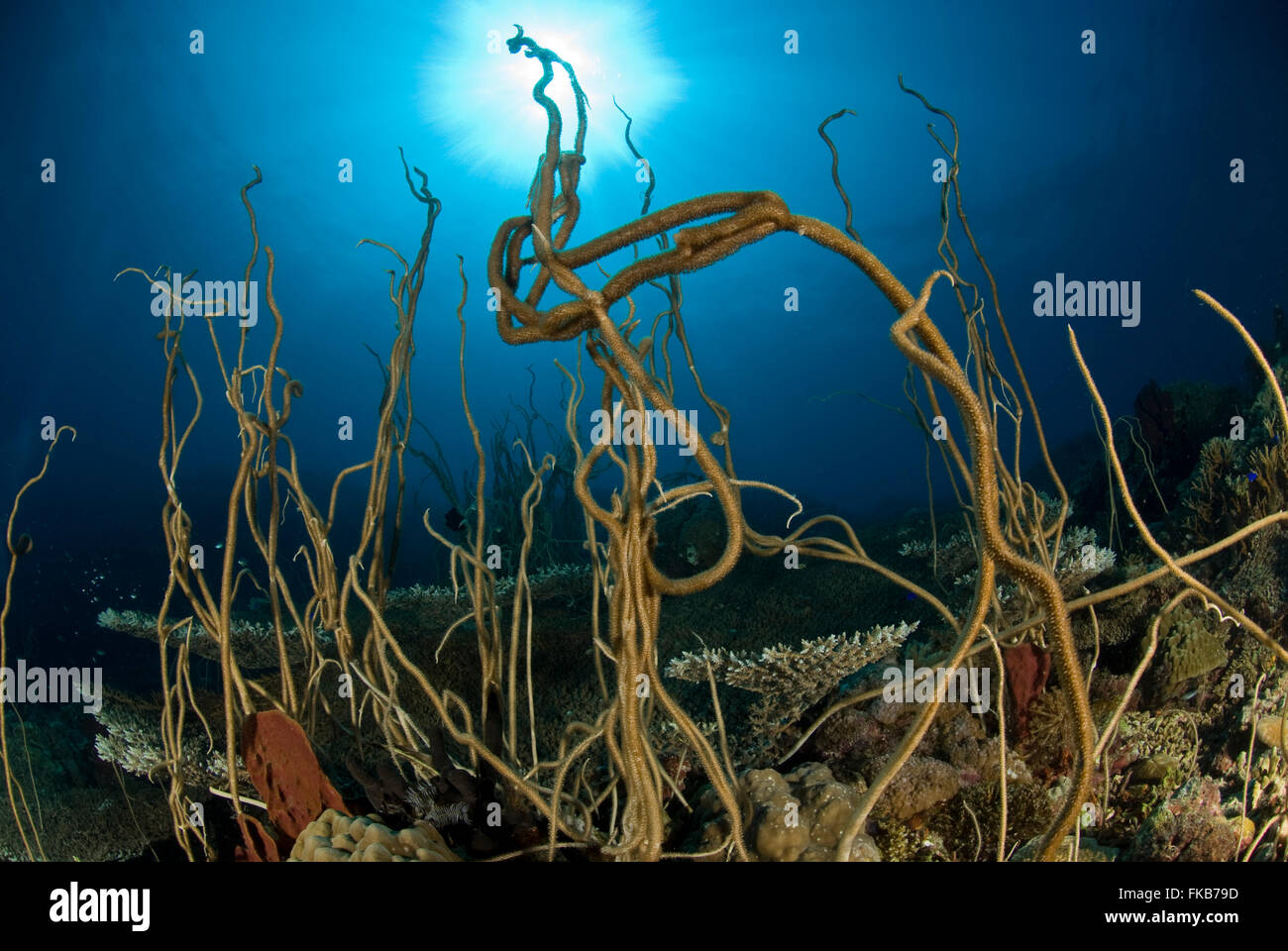 Junceella sp hi-res stock photography and images - Alamy