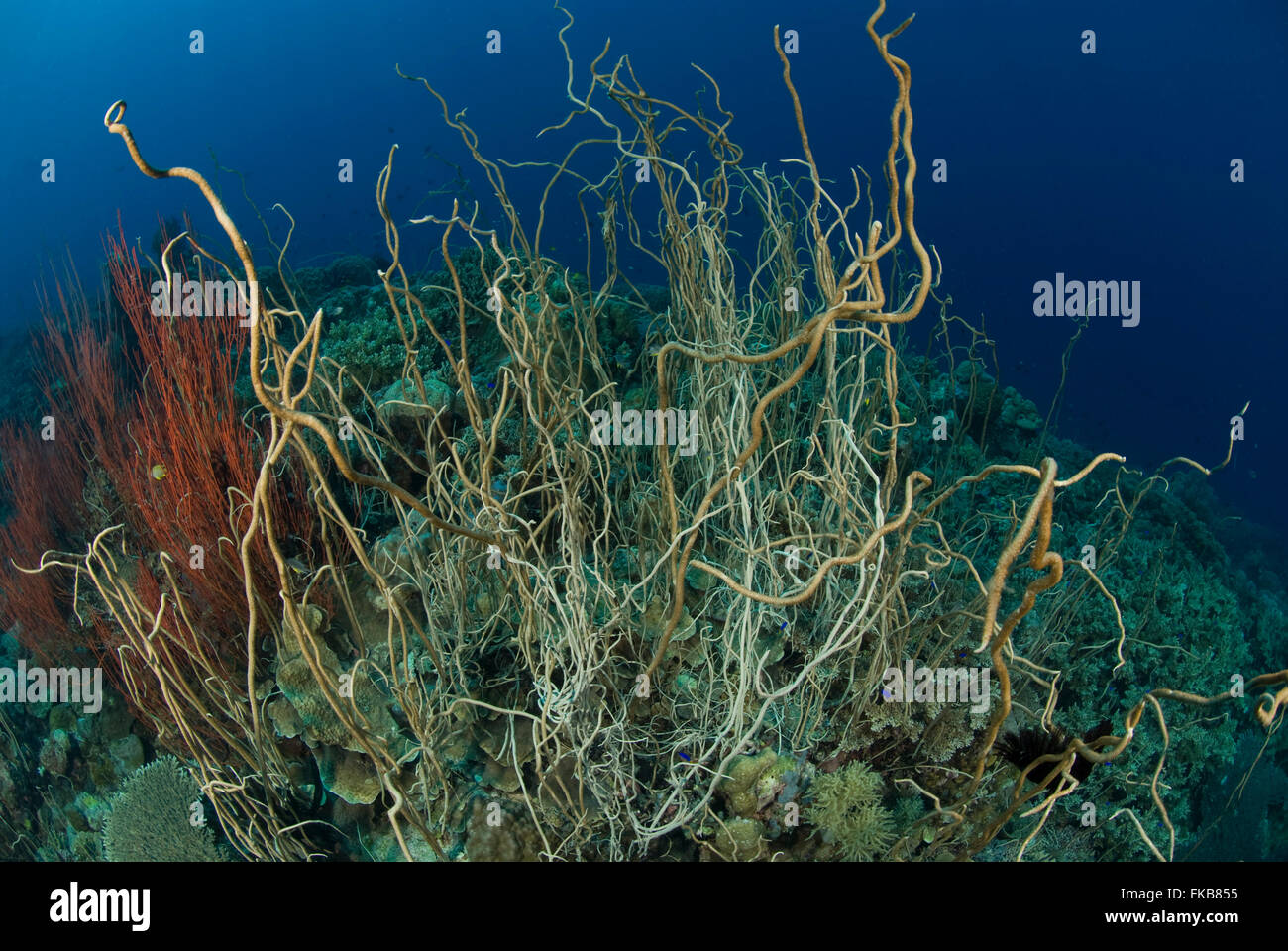Whip coral junceella sp hi-res stock photography and images - Alamy