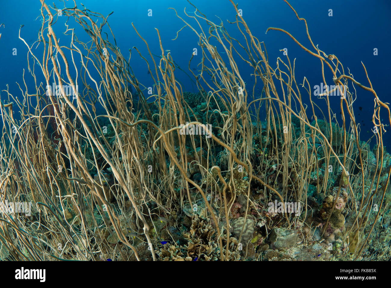 Gorgonian whips hi-res stock photography and images - Alamy